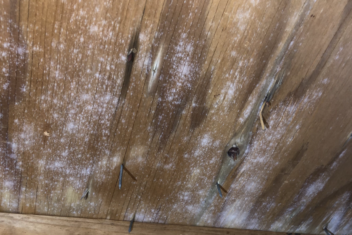 What’s that Attic Smell? - Jersey Shore Crawlspace Enhancement