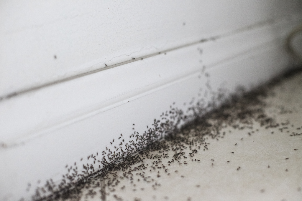 Combating Common Winter Pests in Your Basement (or Crawlspace) Combating Common Winter Pests in Your Basement (or Crawlspace)